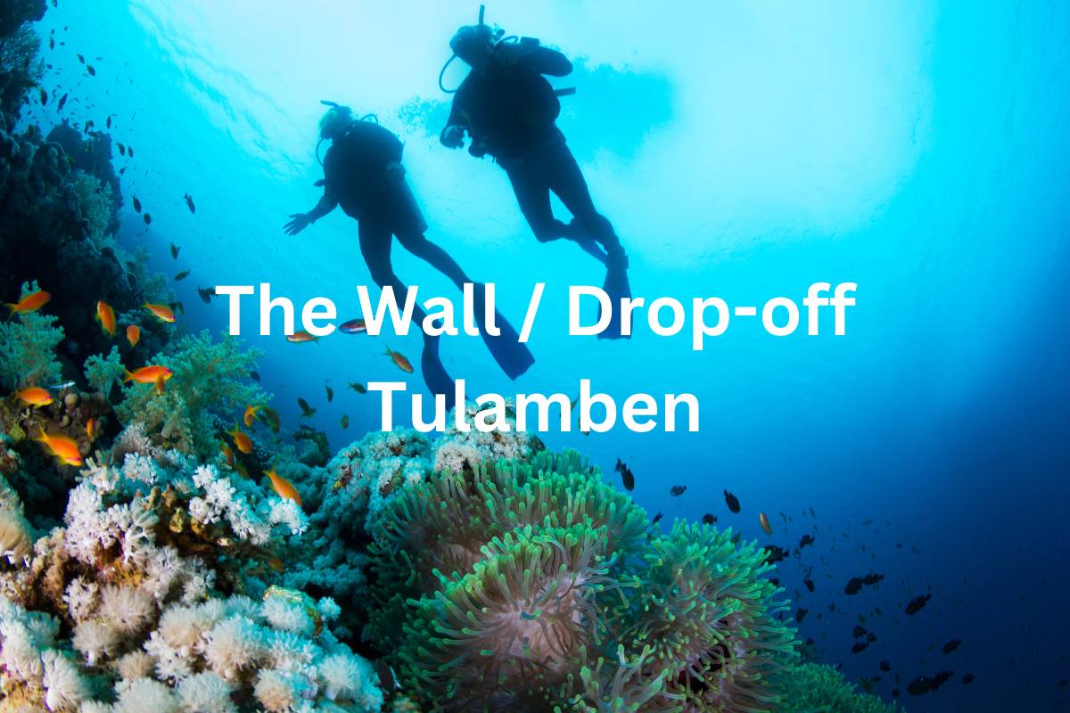 Drop Off Dive site in Tulamben Bali. The Wall